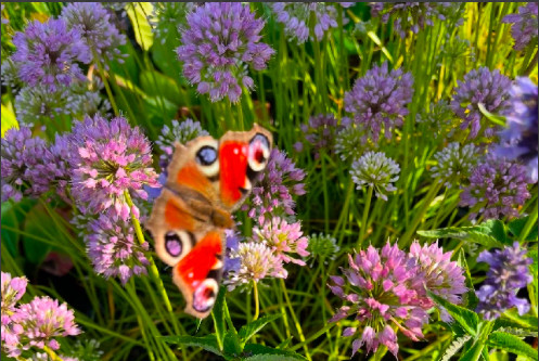Allium senescens ‘Avatar’ - Sierui